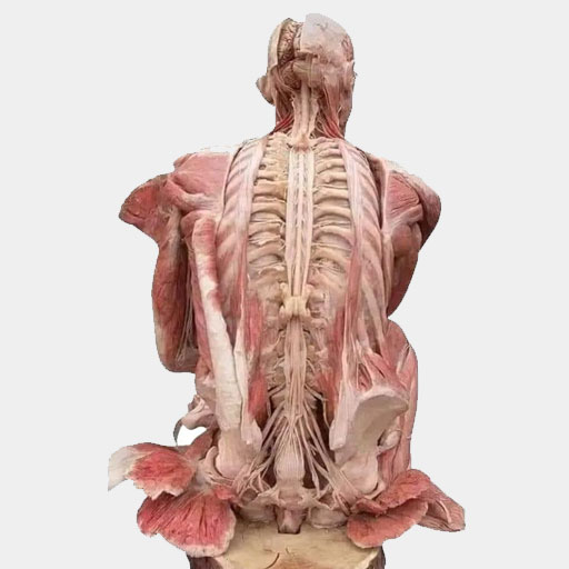 Terapi Struktur Tubuh - Griya Sehat 165